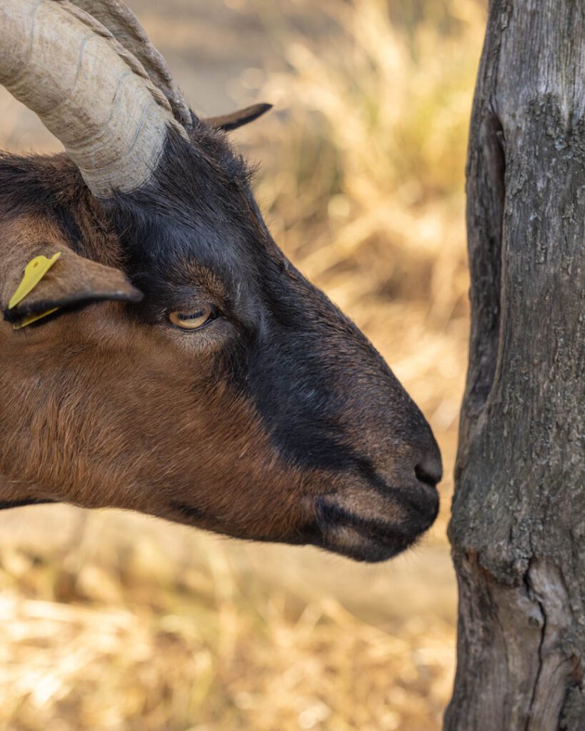 Fotografías de fauna salvaje 🐏 Disfruta de mis mejores fotos