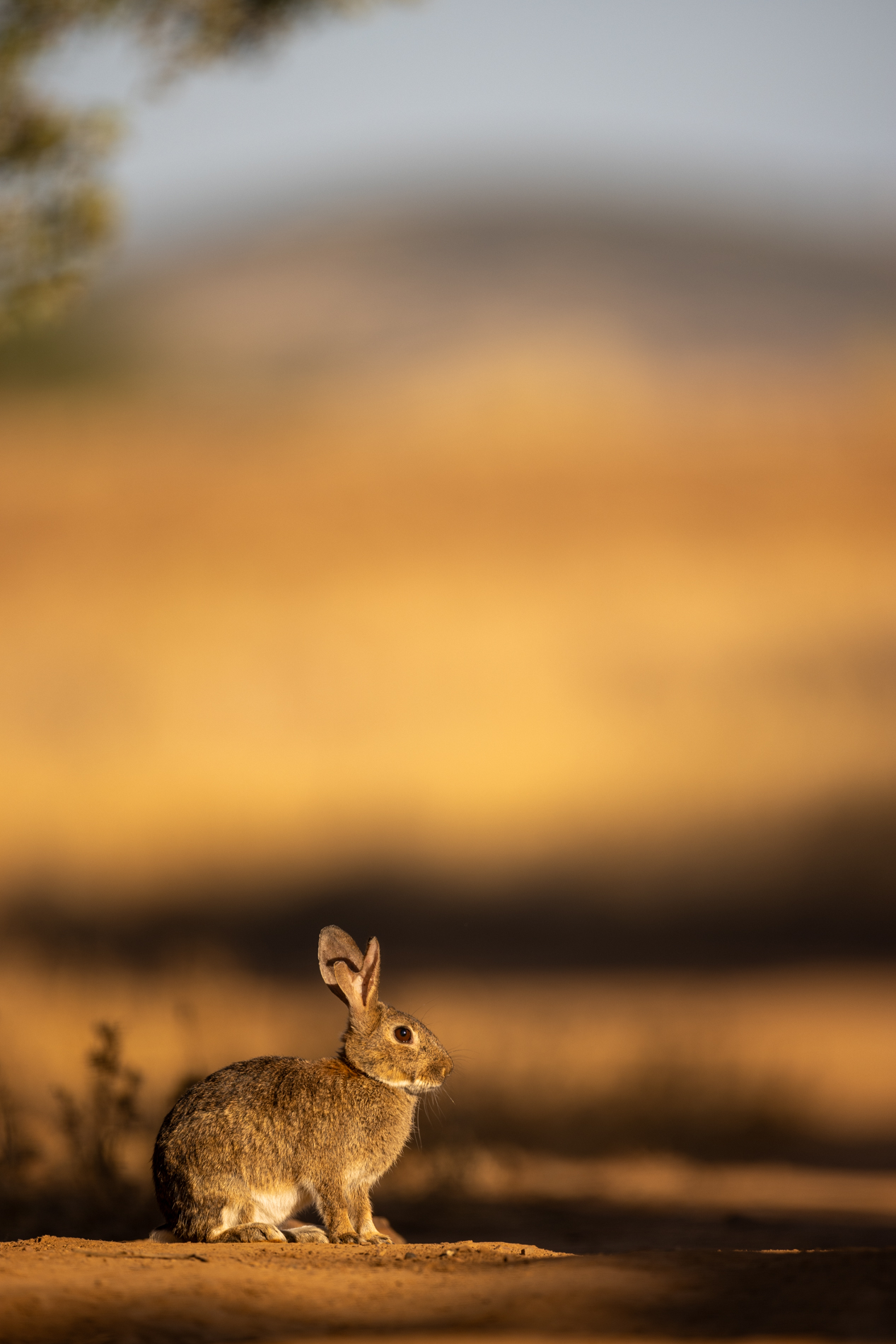 Serenidad silvestre: Conejo en el bosque mediterráneo - Fotos de naturaleza