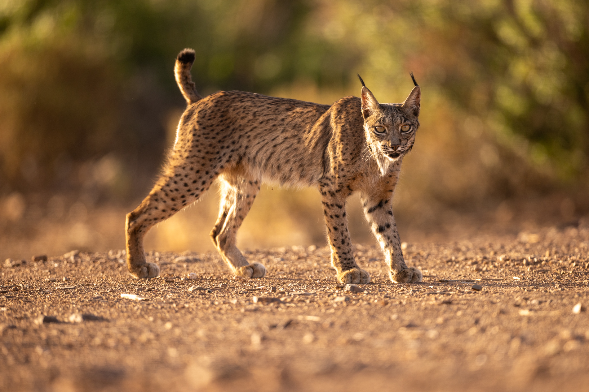 Mirada del lince: Secretos del bosque - Fotos de naturaleza